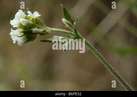 Draba incana, hoary whitlowgrass Stock Photo - Alamy