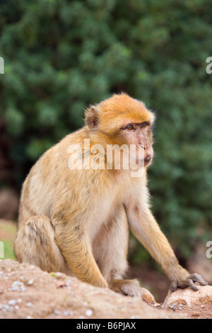Old monkey in africa morocco and close up Stock Photo - Alamy