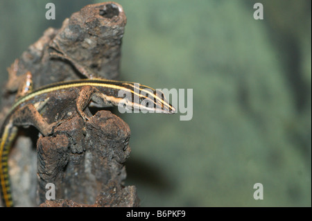 Neon Blue-tailed Tree lizard, Holaspis guentheri Stock Photo - Alamy