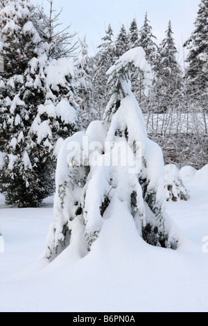Snow covered cedar trees in a forest in Nagano, Japan Stock Photo - Alamy