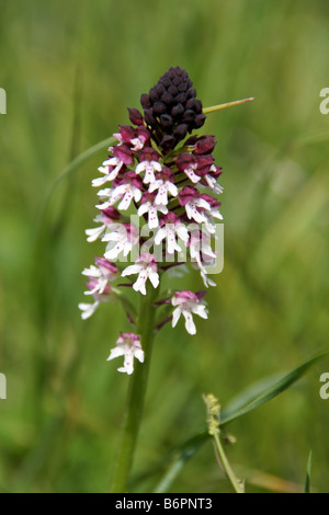 Alpine orchid in the Alps. Orchid Stock Photo - Alamy