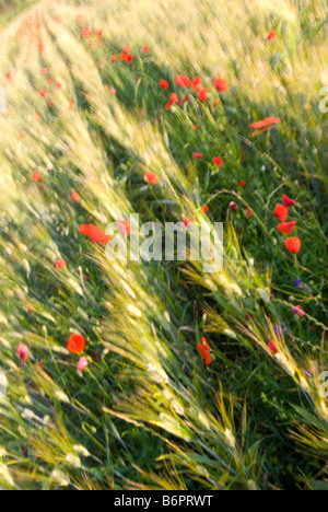 Lunghezza, near Rome, Italy, poppies, country landscape Stock Photo - Alamy