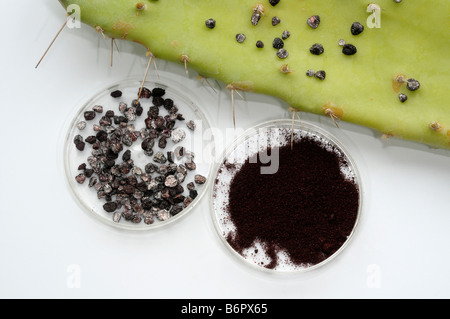 Cochineal insect (Dactylopius coccus). Dried females on cactus leaf for ...