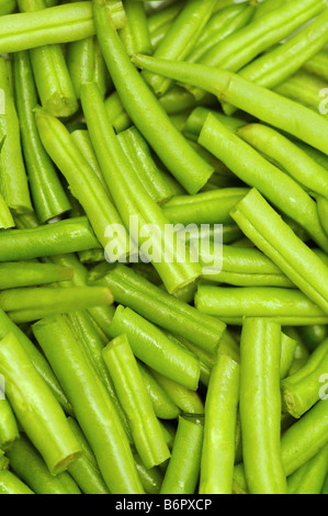 Close-up of string beans or green beans growing in a plantation. string ...