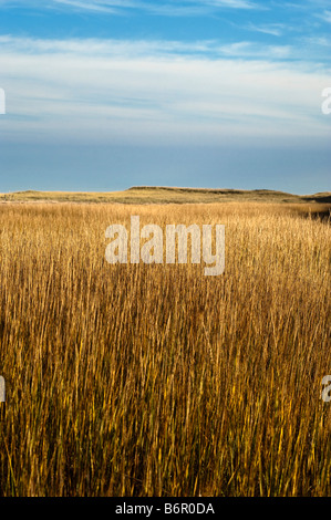 Dune landscape Stock Photo - Alamy