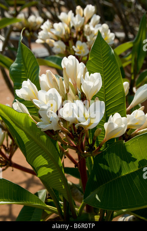 Tsumeb,Churches, Jacaranda Trees, Highstreet,Parks, Magnolia Bushes ...