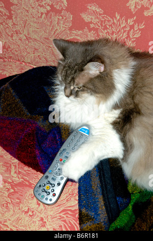 Couch potato cat with remote control for TV Stock Photo - Alamy