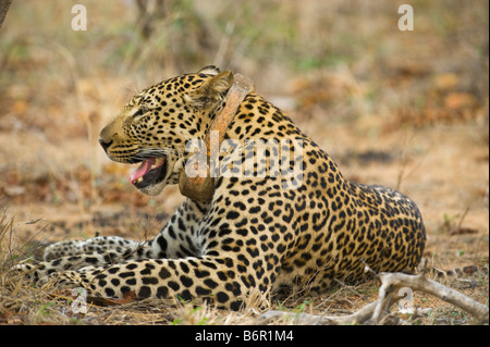 LEOPARD Wildlife male track radio collared wild telemetry GPS direction ...