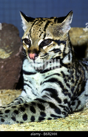 Margay (Leopardus wiedii) close-up portrait of face, small cat of the ...