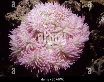 Malu anemone, Heteractis (Radianthus) malu Stock Photo - Alamy