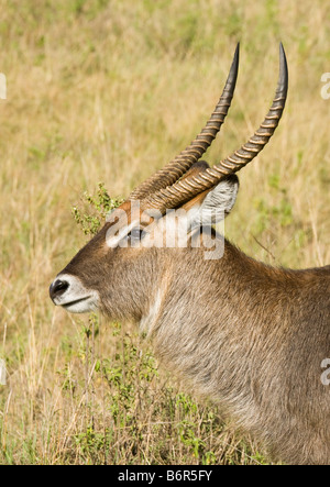 The head and face of a wild male waterbuck, pictured in the Kidepo ...