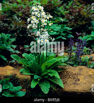 Primula japonica, Primula, Primrose, Candelabra primrose, White, Blue ...