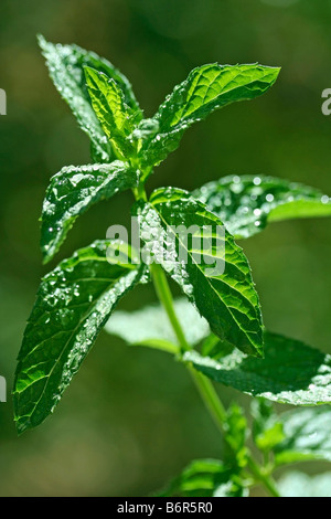 Sprig of wet fresh mint leaves with texture and fluff reflected on ...