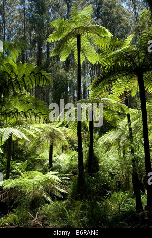 Australian forest scenic with ferns, ash and gum trees near Marysville ...