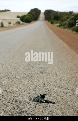 dead bird roadkill putrid decaying carcass beak claws legs fly on eye ...