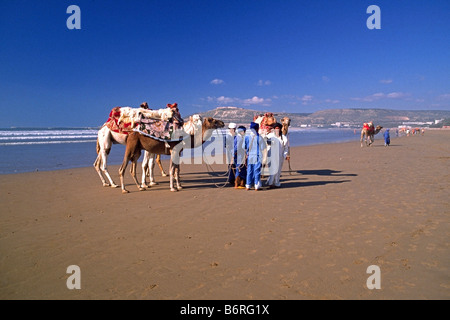 Tourists riding camels at the beach of Agadir, Morocco, Africa Stock ...