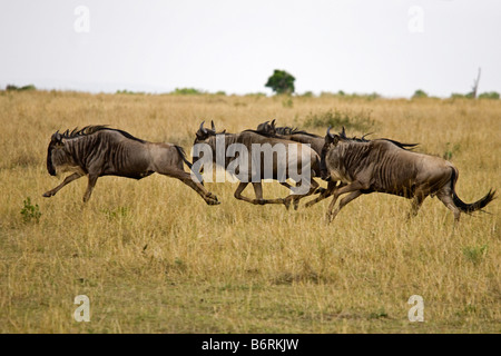 Wilderbeast, Masai Mara Game Park Kenya Africa Stock Photo - Alamy