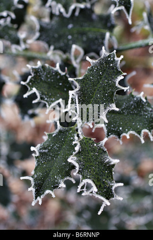 frosted winter holly Stock Photo - Alamy