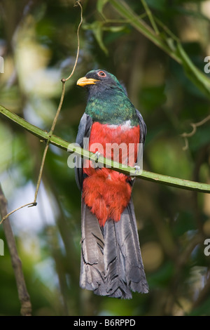 A Black-tailed Trogon (Trogon melanurus) perched on a tree. Manaus ...