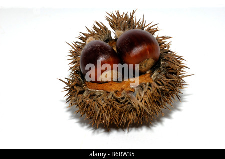 Closeup of a Chinese Chestnut bur with nuts inside Stock Photo - Alamy