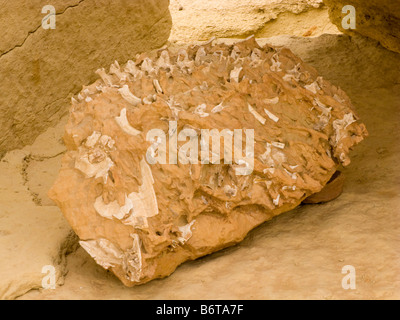 fossil of skeleton of Dorudon Atrox whale, Wadi Al-Hitan (Whale Valley ...