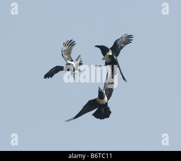 Pied crows Corvus albus on a communal roost Stock Photo - Alamy