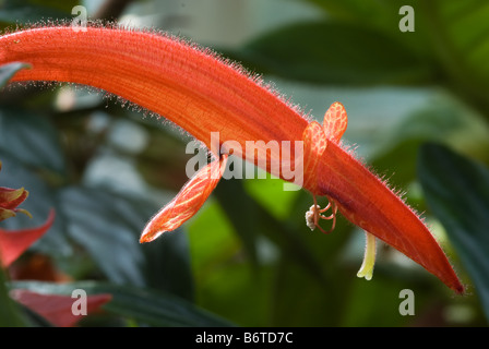 Columnea erythrophaea, Gesneriaceae (flying goldfish plant Stock Photo ...