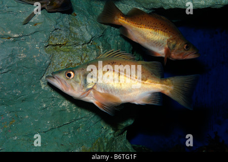Bocaccio Sebastes paucispinis captive Stock Photo - Alamy