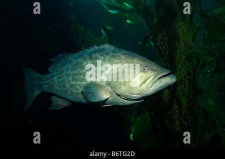 Broomtail grouper fish Mycteroperca xenarcha swims among giant kelp ...