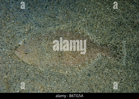 California halibut, Paralichthys californicus, California, Pacific ...