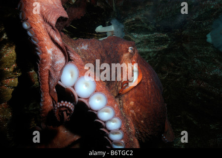 Siphon of Giant Pacific Octopus (Enteroctopus dofleini). British ...