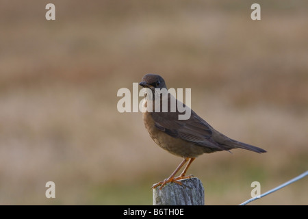 Falkland Island Thrush on Pebble Island Stock Photo - Alamy