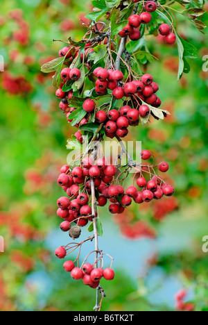 Singleseed Hawthorn (Crataegus monogyna) berries and path at morning ...