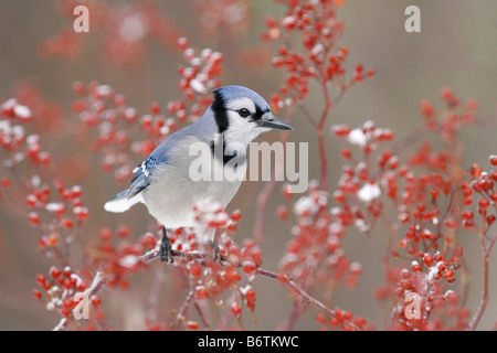 Blue Jay Perched in Multiflora Rose Berries Stock Photo - Alamy