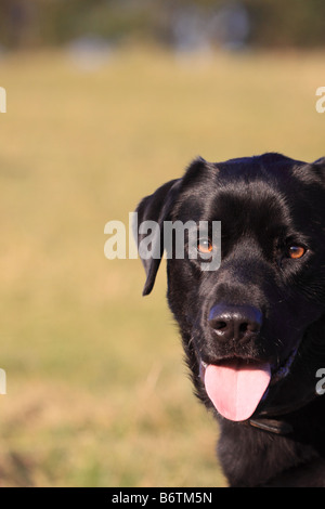male Labrador Retriever Stock Photo - Alamy