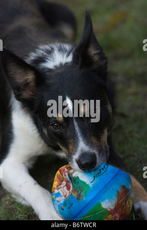 Border Collie Quizzical Expression Stock Photo - Alamy