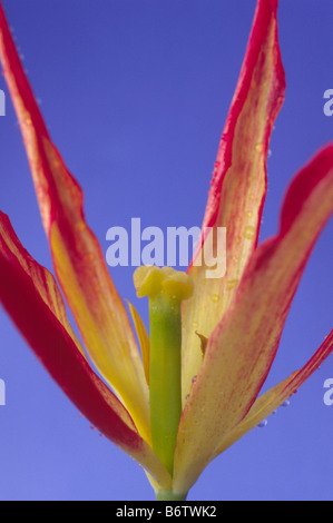 open petal tulips acuminata Stock Photo - Alamy