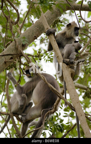 A close-up photo of a Vervet Monkey's face, capturing its expressive ...