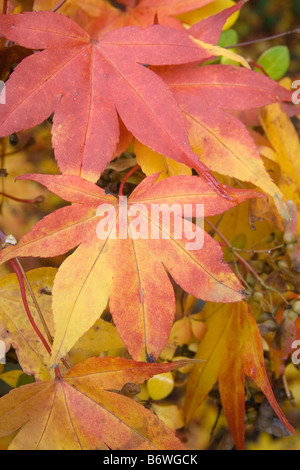 Leaf. Fall colors Seattle Arboretum. Washington Stock Photo - Alamy
