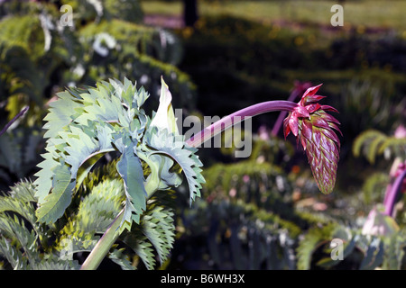 Honey Flower- melianthus major- Family Melianthaceae Stock Photo - Alamy
