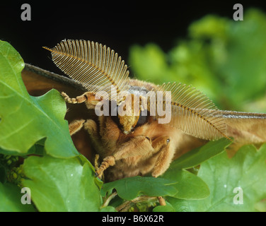 Chinese Tussah Moth (Antheraea pernyi), Chinese Oak Tussah Moth ...