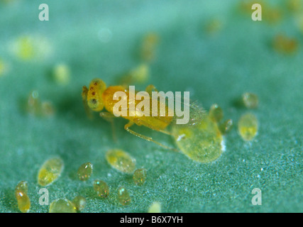 Parasitoid wasp pupa Stock Photo - Alamy