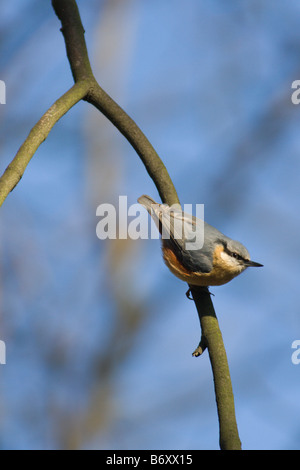 Nuthatch (Sitta europaea), Sittidae Stock Photo - Alamy
