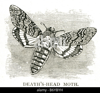 The death's-head hawkmoth (Acherontia atropos, Acherontia styx ...