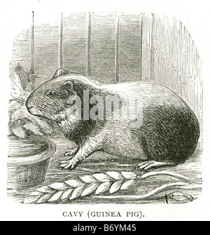 Guinea pig or Cavy or Cavia porcellus, vintage engraving. Old engraved ...