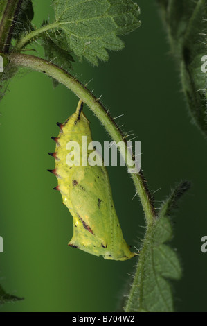 Peacock Butterfly Inachis io pupa or chrysalis hanging on stinging ...