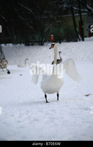 Swan feathers in ice and snow in winter. "Lebedinyj" Swan Nature ...