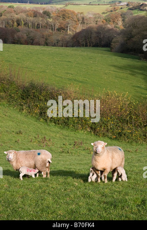 kestle farm cornwall Stock Photo - Alamy