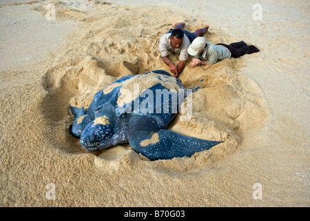 Suriname, Matapica National Park. Leatherback turtle laying eggs ...