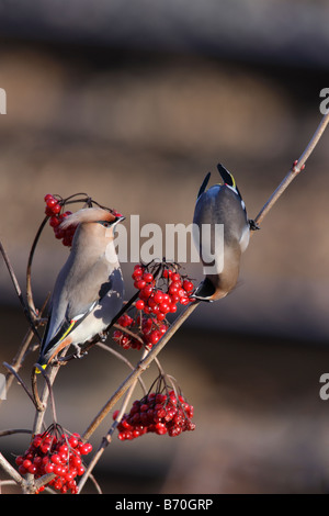 Waxwings (Bombycilla garrulus) feeding on white rowan tree berries ...